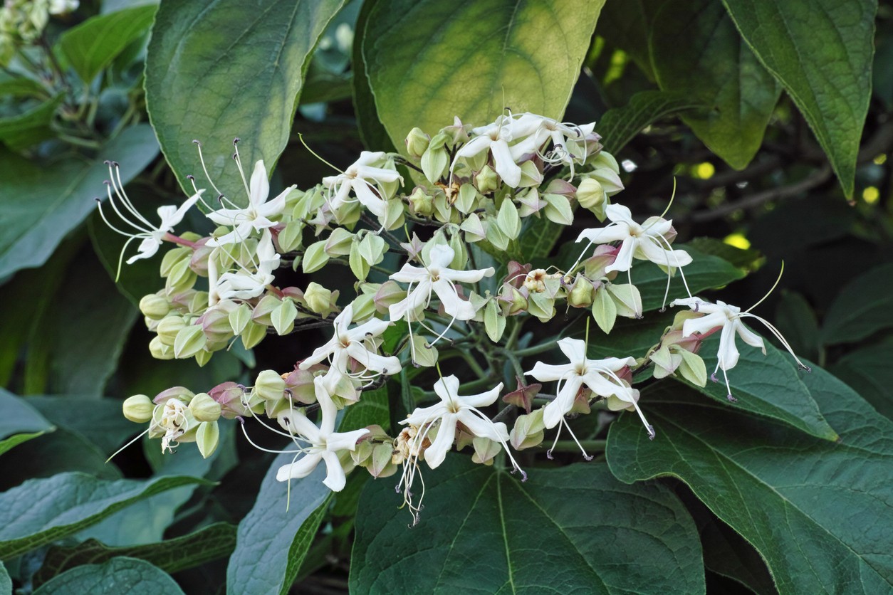Clerodendrum fortunatum - PictureThis