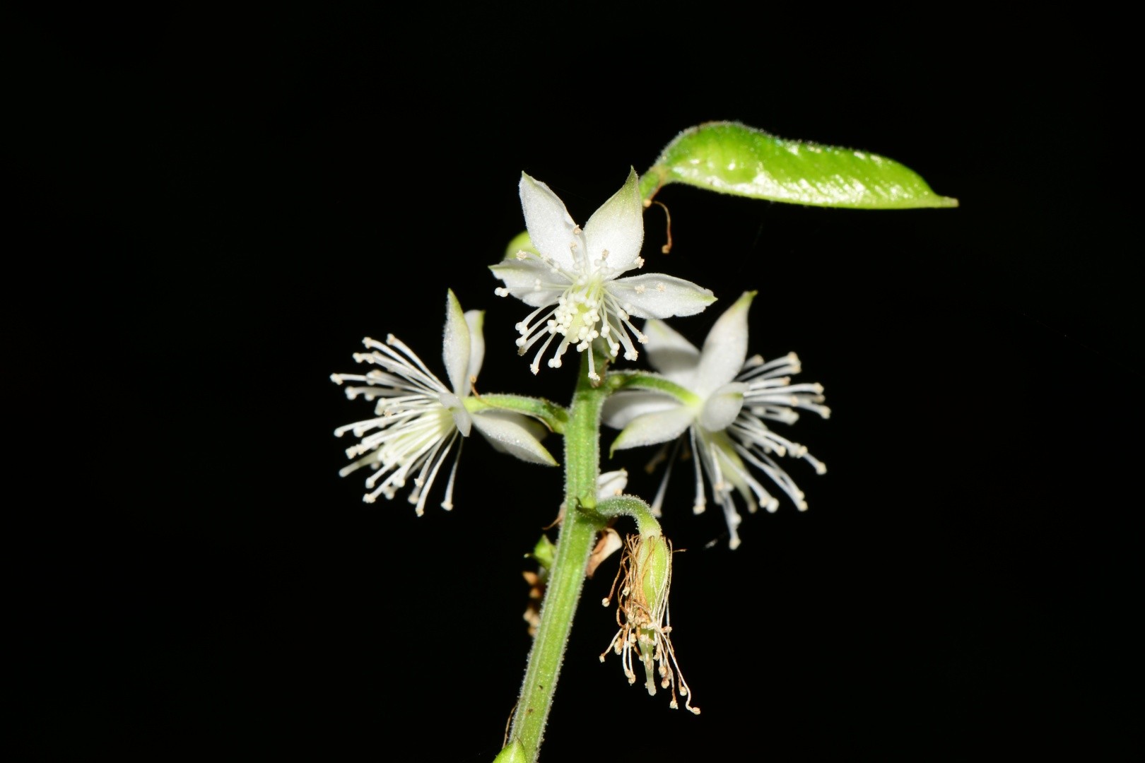 Beesia calthifolia Flower, Leaf, Uses - PictureThis
