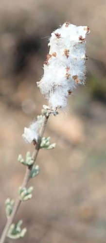 Eriocephalus - PictureThis