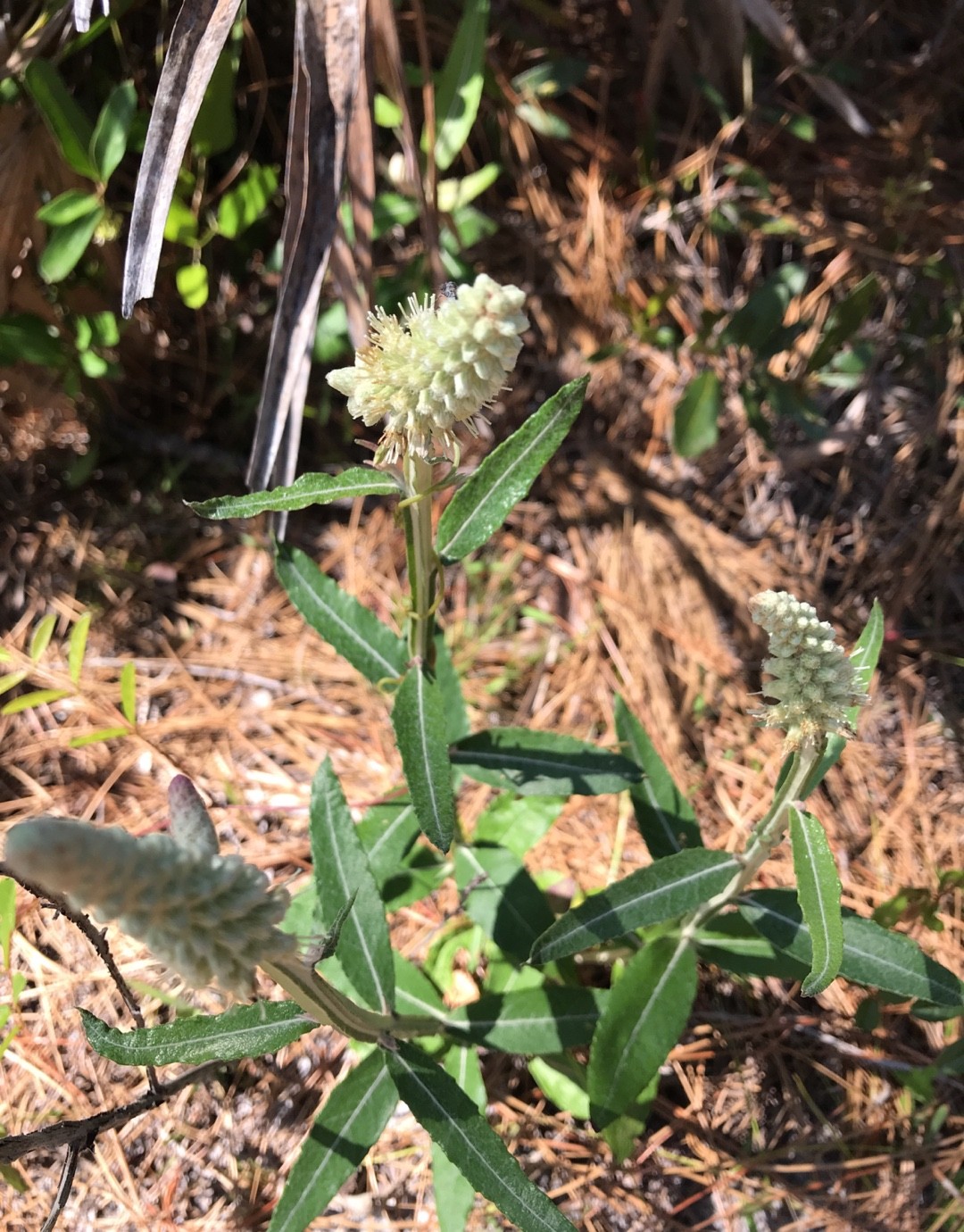 Dense-spike blackroot (Pterocaulon pycnostachyum) Flower, Leaf, Uses ...