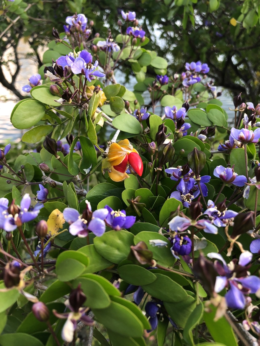 Guaiacum sanctum - PictureThis