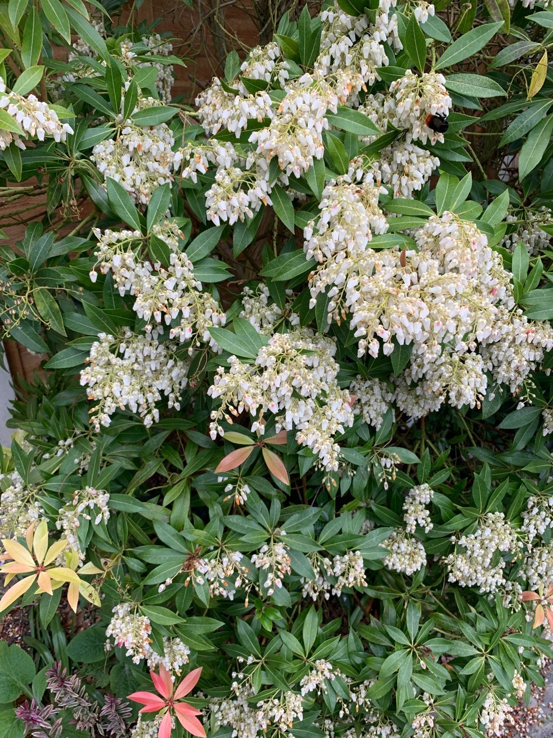 Pieris (Pieris) - PictureThis