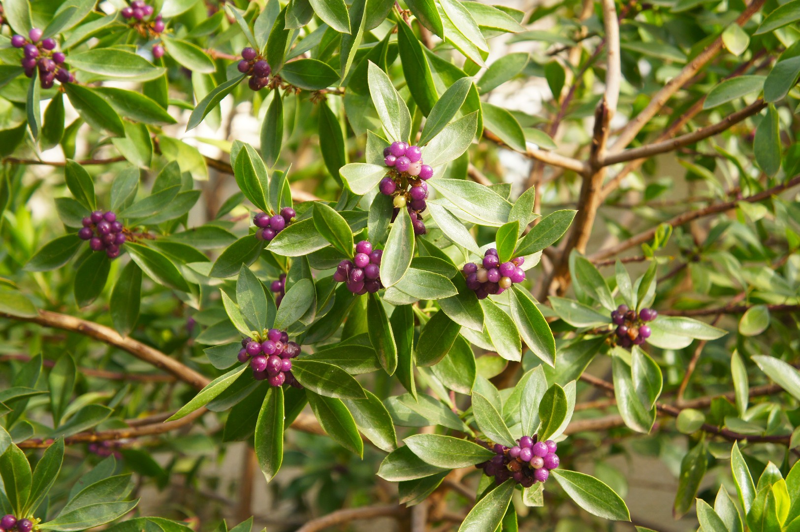 Daphne odora 'Sweet Amethyst' Flower, Leaf, Uses - PictureThis
