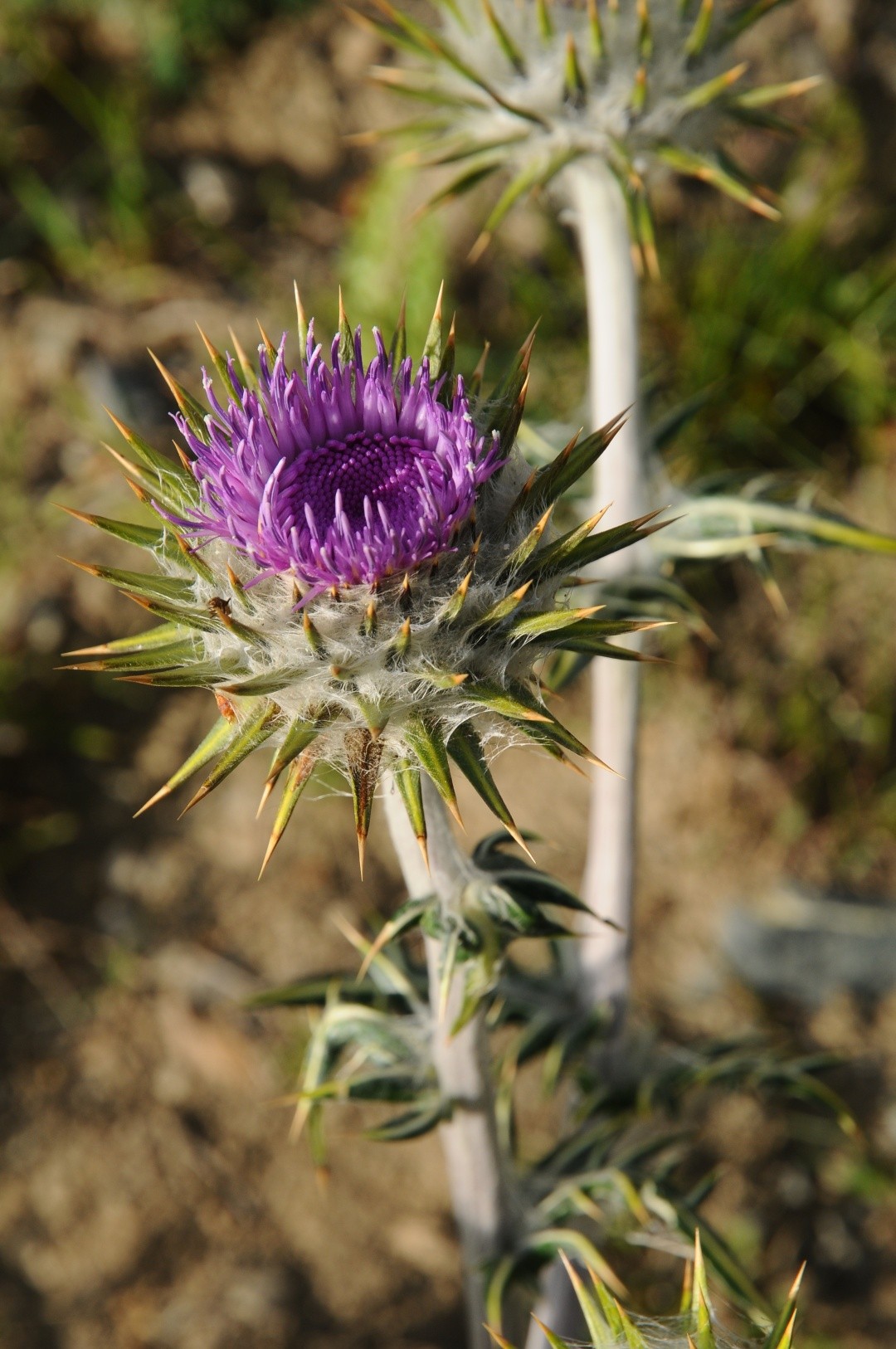 Cousinia thomsonii - PictureThis