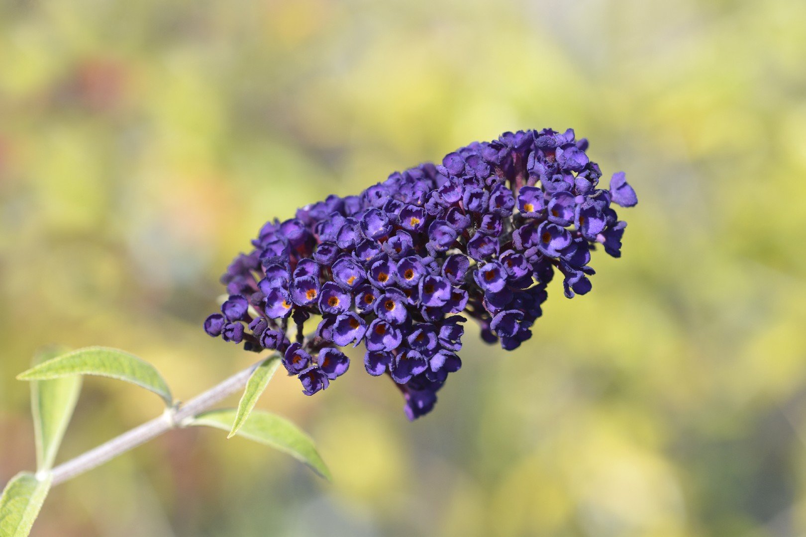 Buddleja (Buddleja) - PictureThis