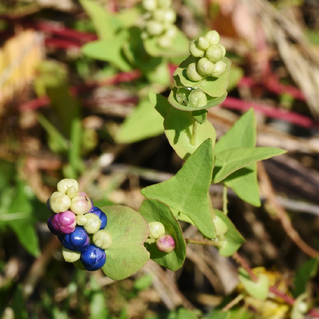 Persicaria perfoliata - PictureThis