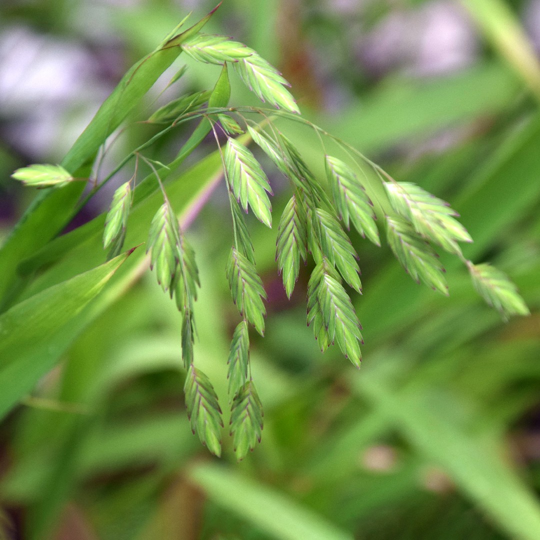 Chasmanthium latifolium - PictureThis