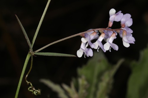 Vicia acutifolia - PictureThis