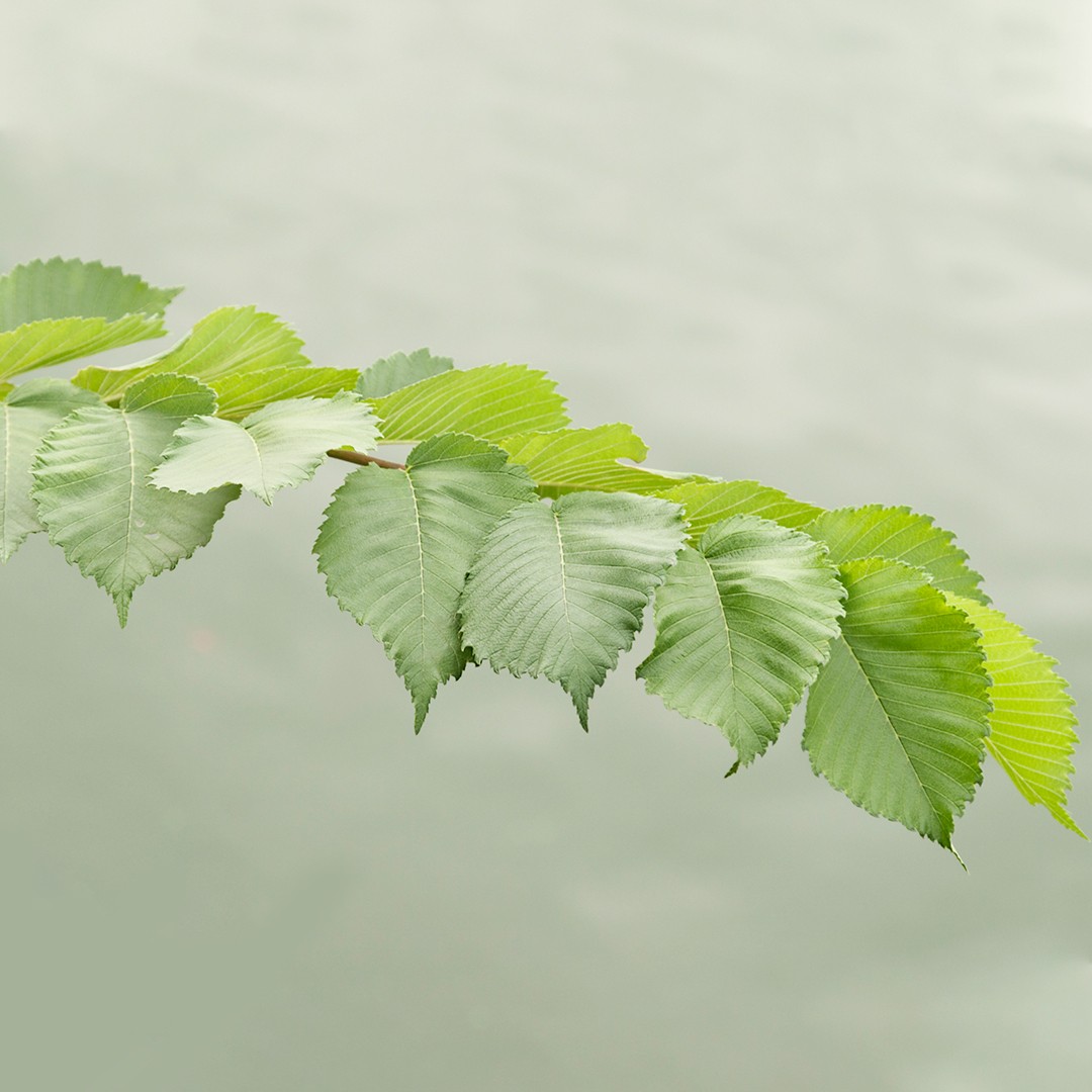 American elm (Ulmus americana) Flower, Leaf, Care, Uses - PictureThis