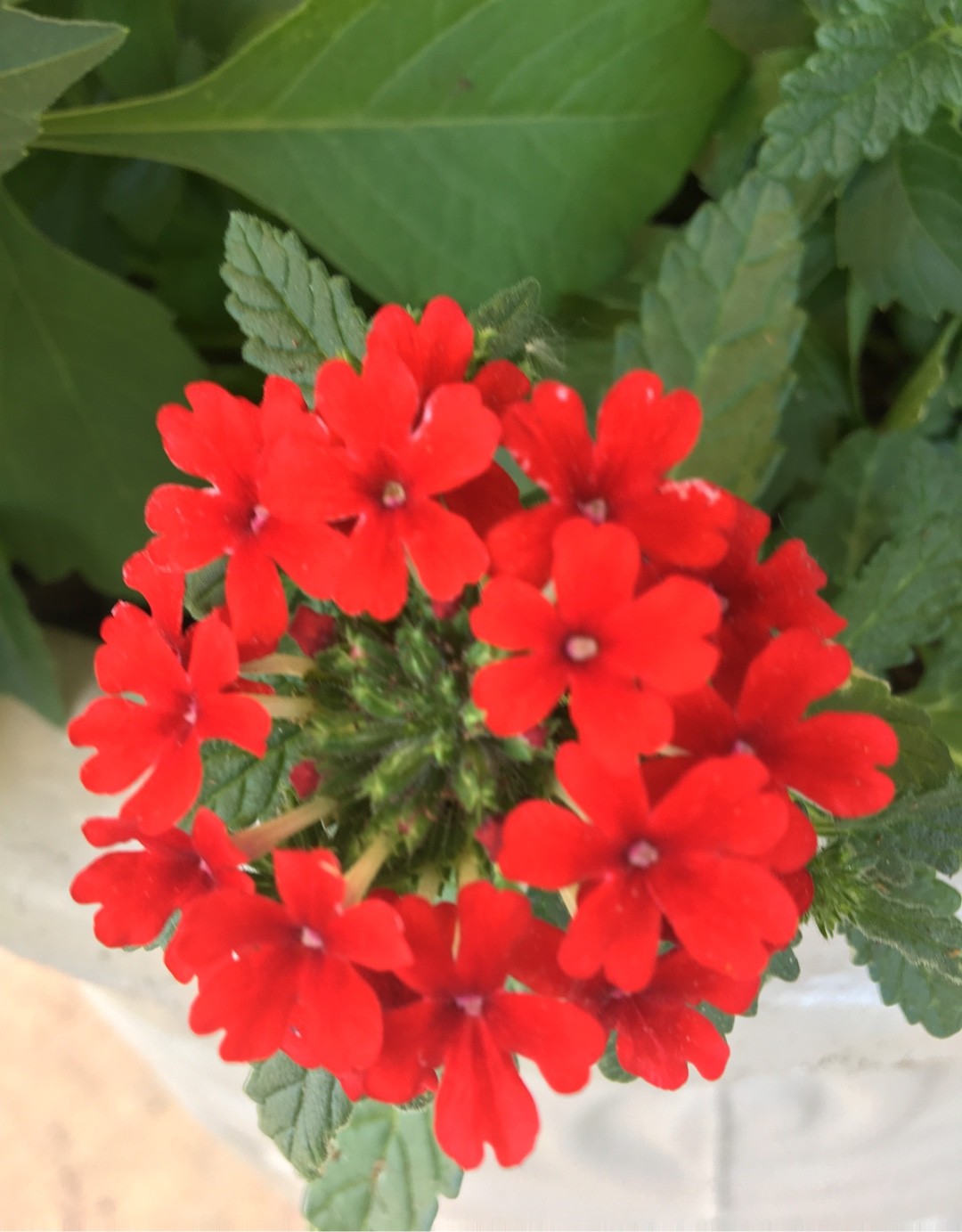 Verbena peruviana 'EnduraScape Red' 花言葉，学名，よくある質問 - PictureThis