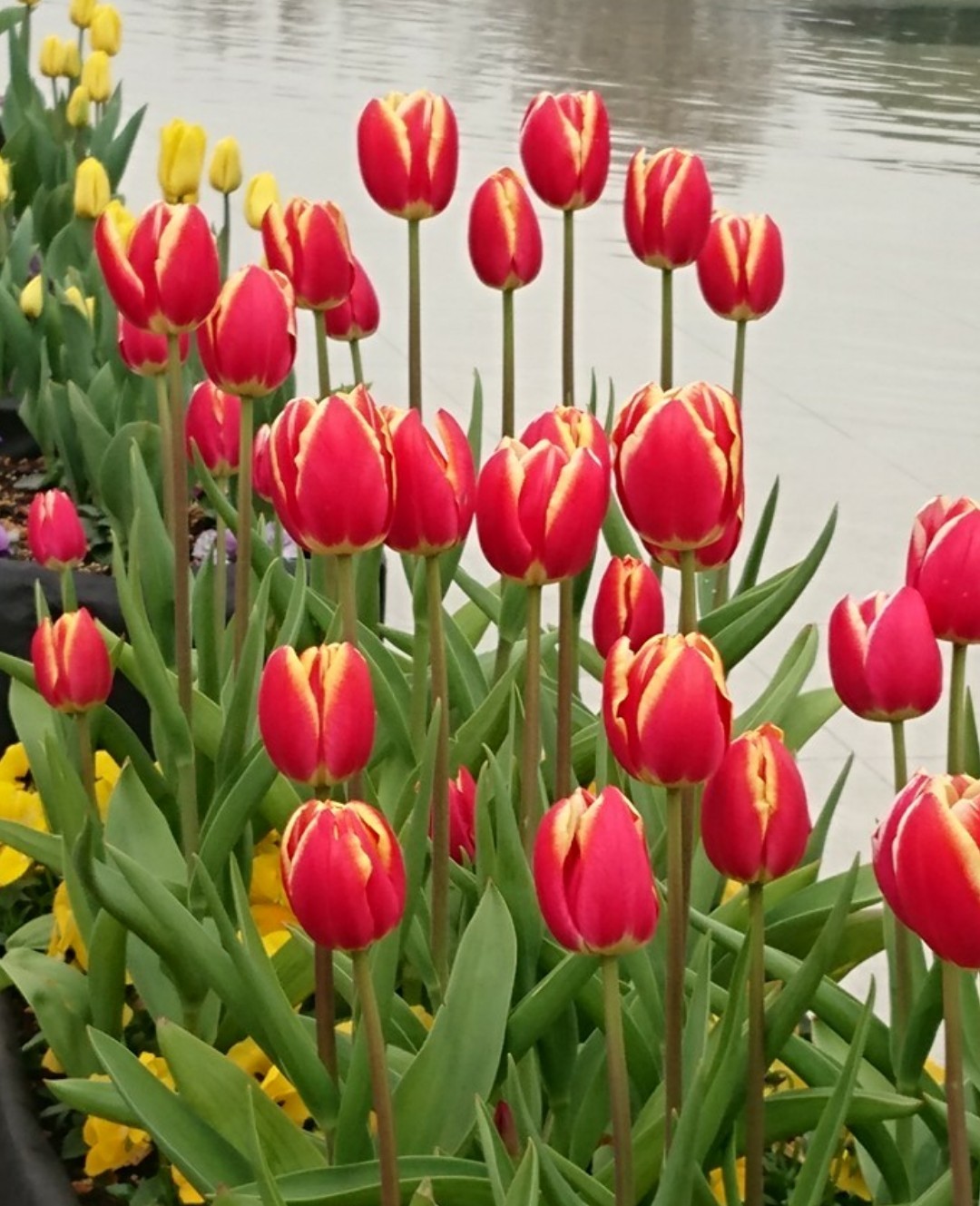 Tulipa 'Flying Dragon' - PictureThis