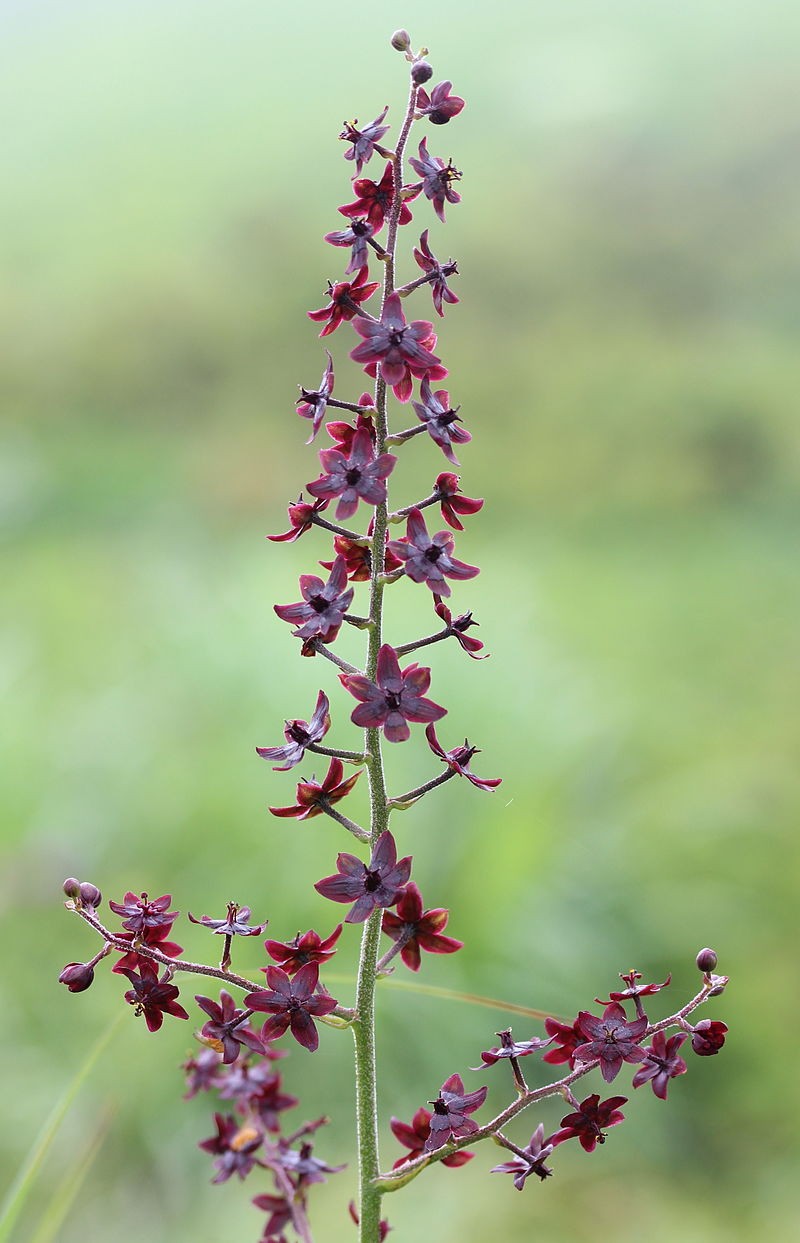 Veratrum (Veratrum) - PictureThis