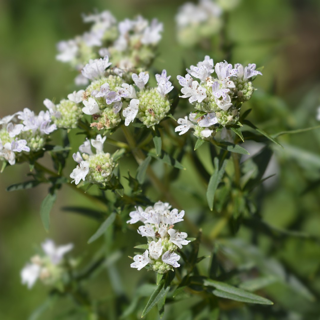 Pycnanthemum virginianum - PictureThis