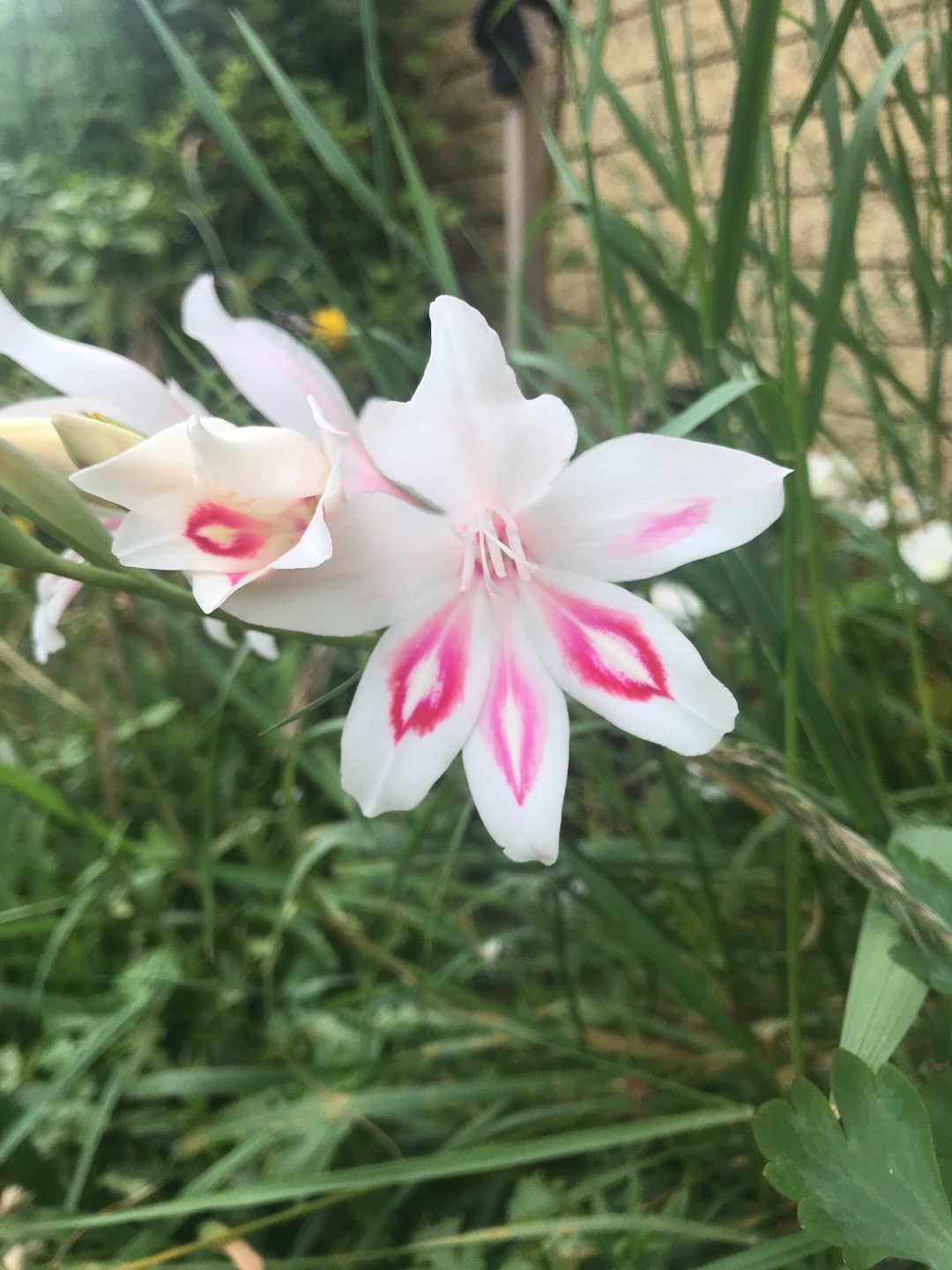 PictureThis - Gladiolus nanus 'Nymph'