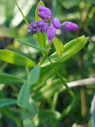 Polygala polygama - PictureThis