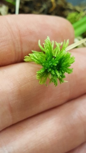 Sphagnum fallax - PictureThis