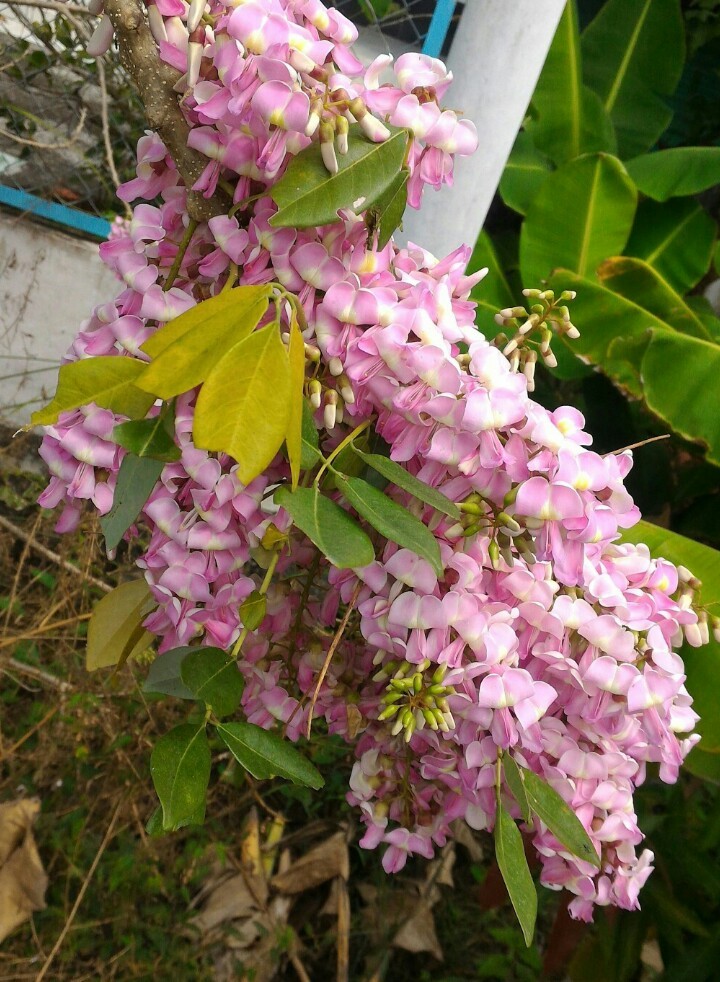 Unter welchen Bedingungen wächst der gliricidia sepium auf? - PictureThis