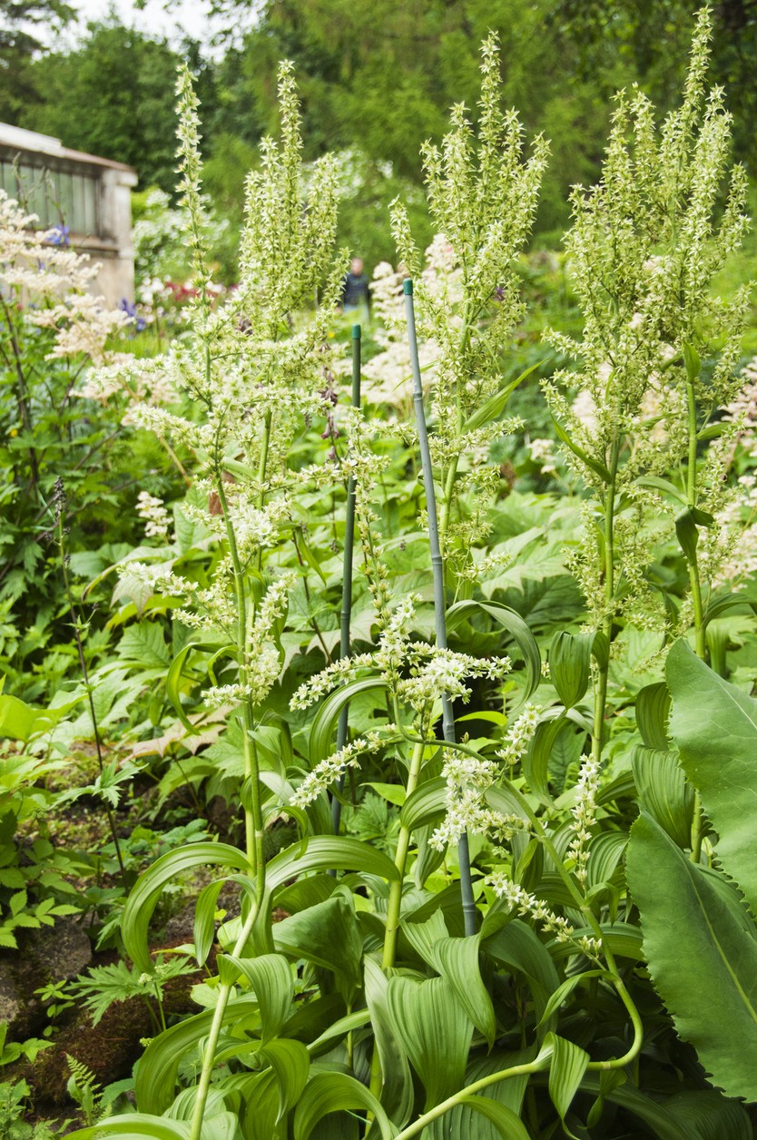 Veratrum grandiflorum - PictureThis
