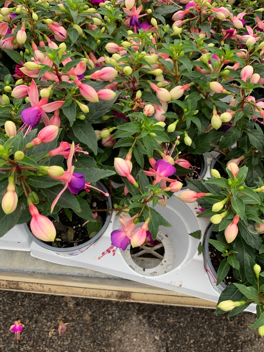 Fuchsia Mariska 'Bf01' - PictureThis