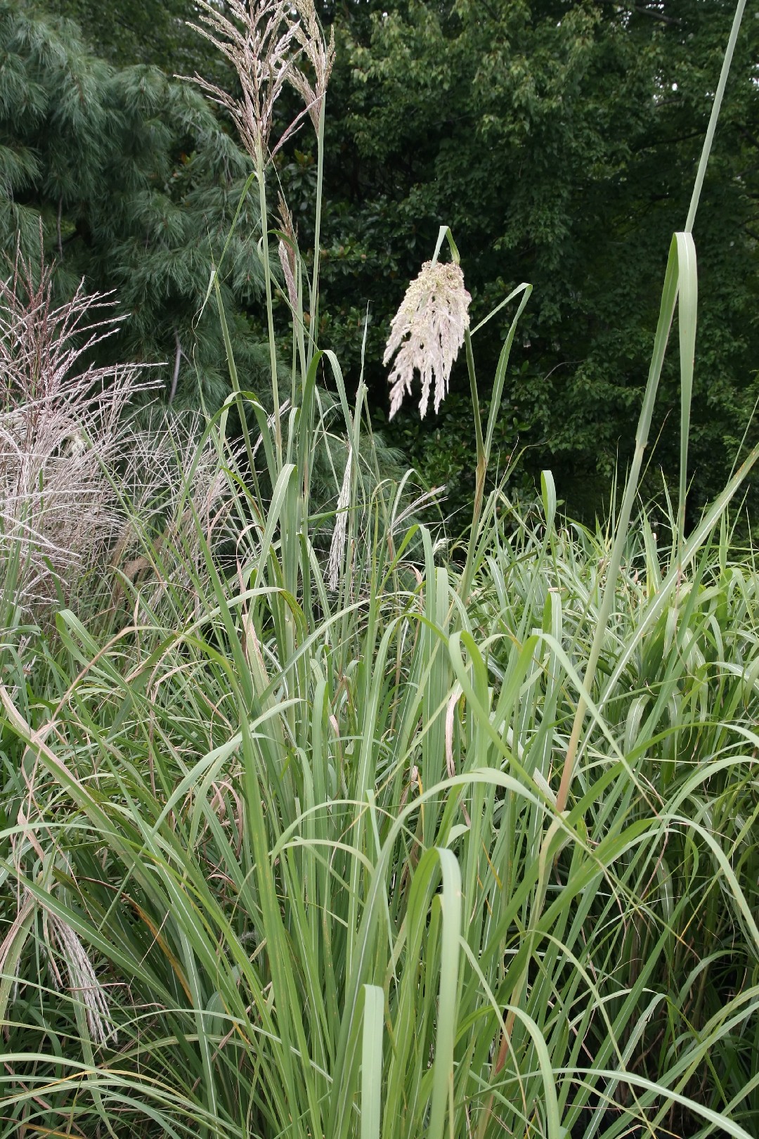 Saccharum ravennae - PictureThis