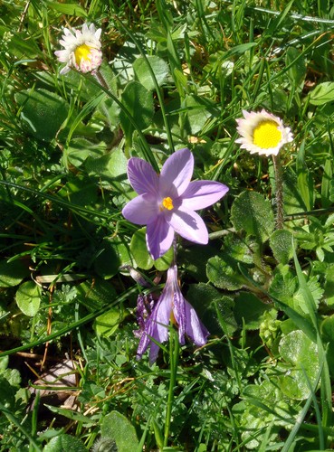 Crocus - PictureThis