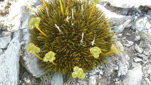 Aciphylla simplex - PictureThis