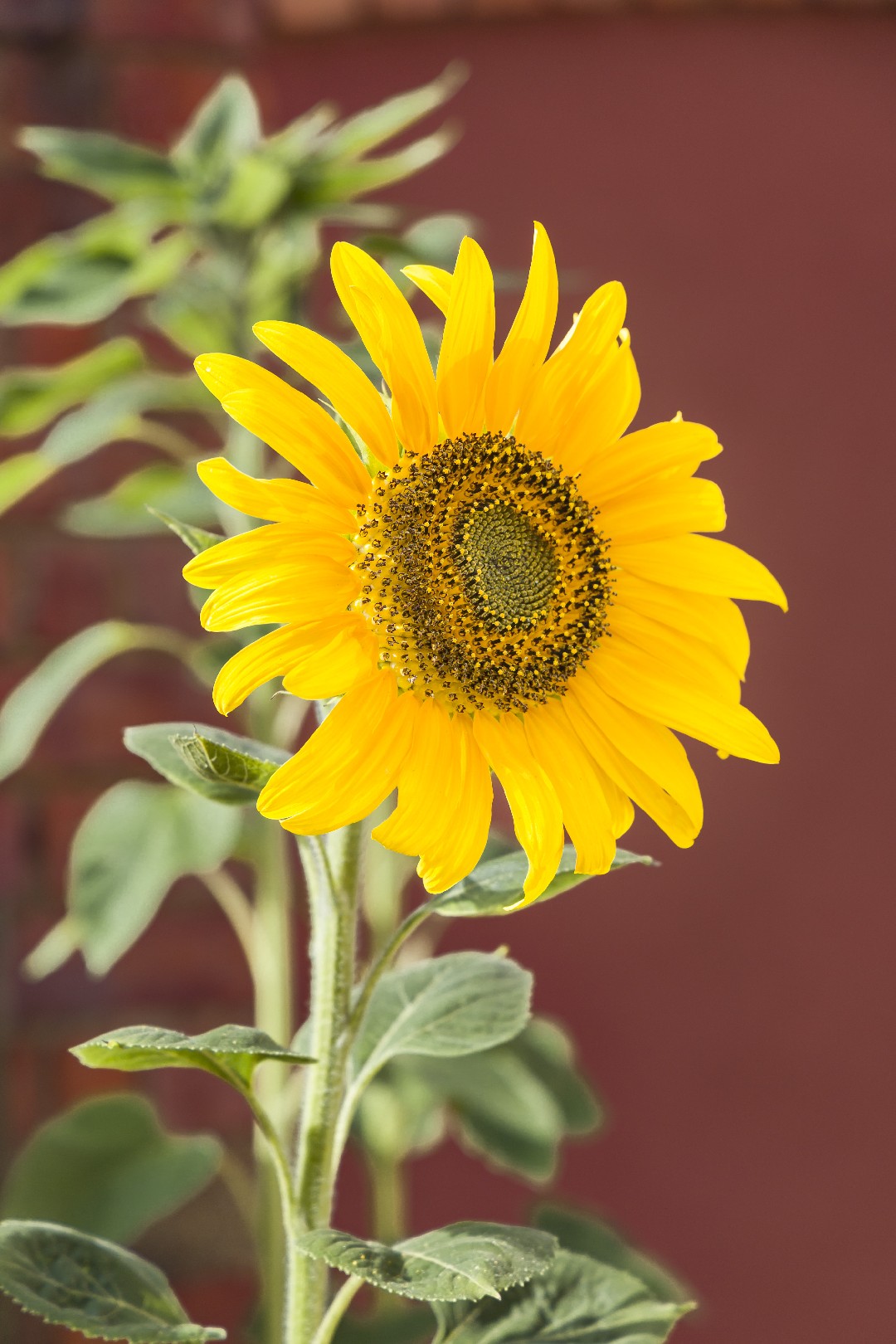 Helianthus annuus 'Tall Single' - PictureThis