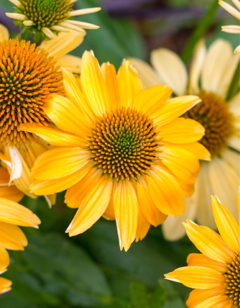 Echinacea (Echinacea) - PictureThis