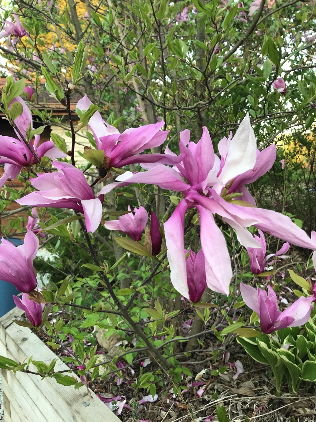 Magnolia 'Susan' - PictureThis