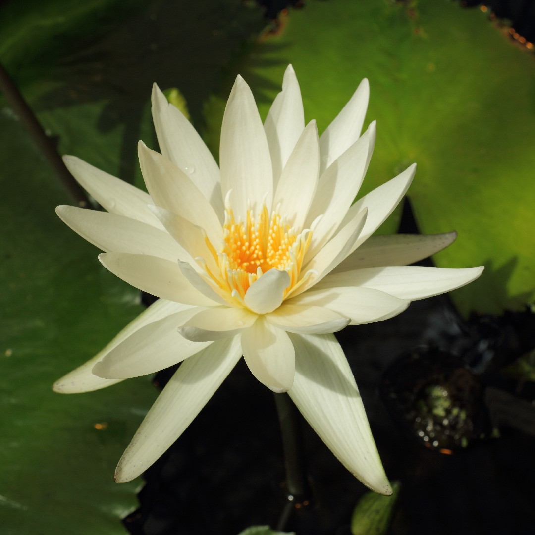 Flor de agua (Nymphaea ampla) - PictureThis