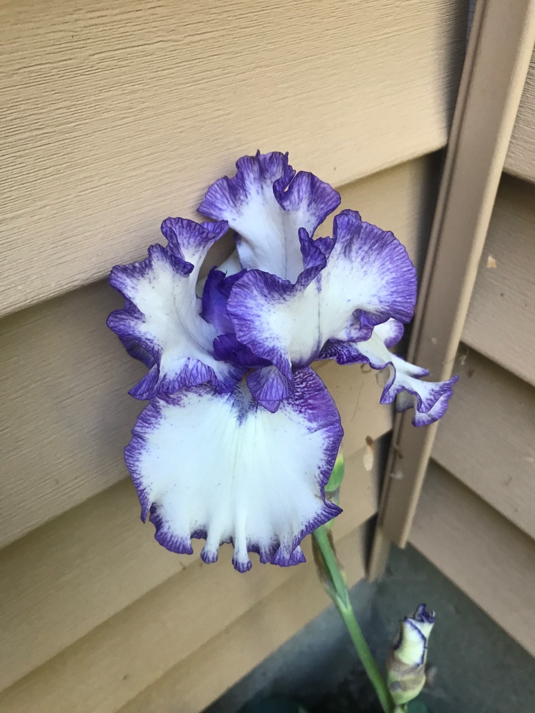 Iris germanica 'Rare Treat' - PictureThis