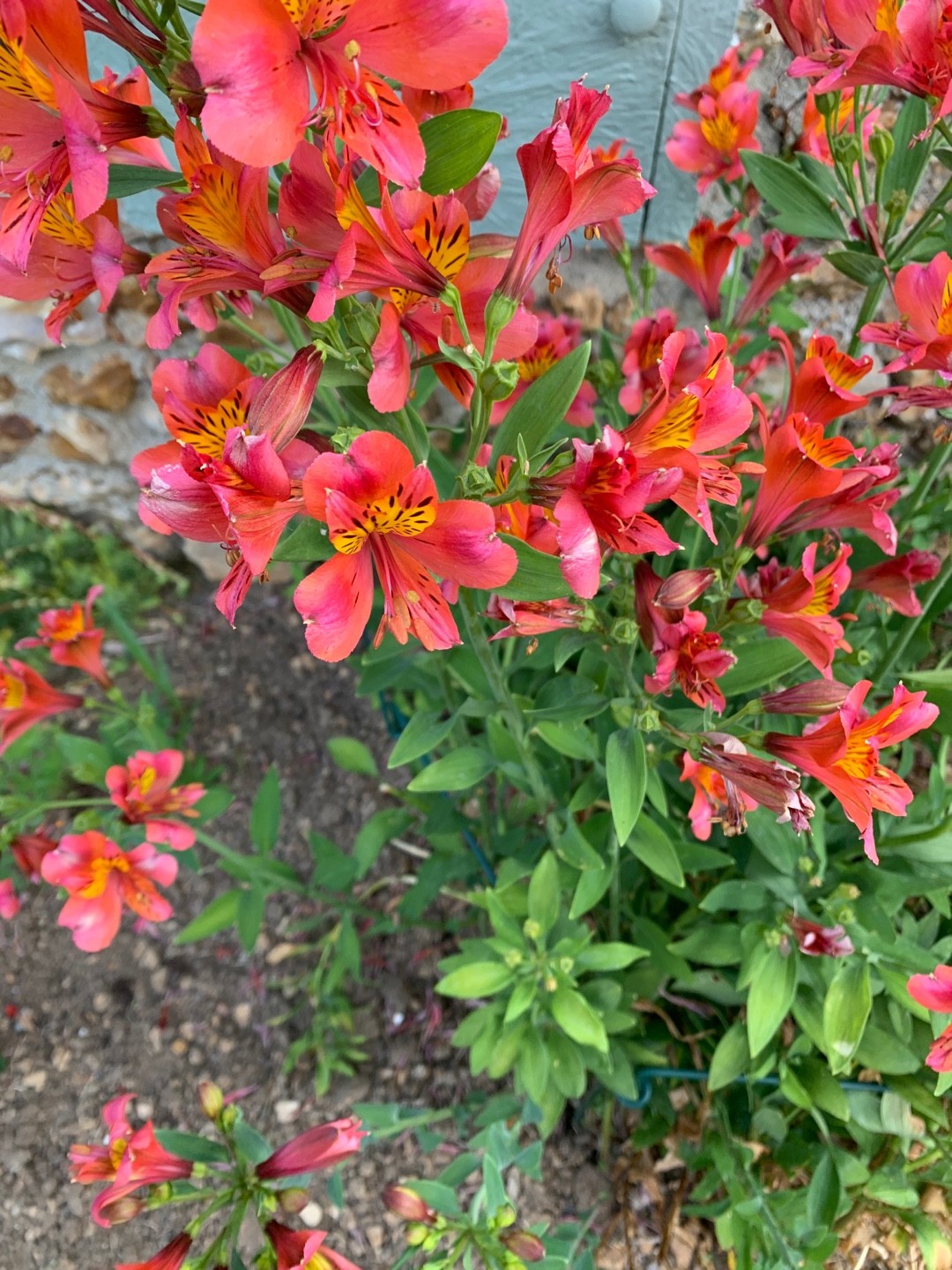 Lily of the incas (Alstroemeria) Flower, Leaf, Care, Uses - PictureThis