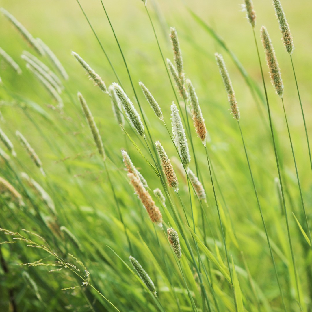 Wiesen-Fuchsschwanz (Alopecurus pratensis) - PictureThis