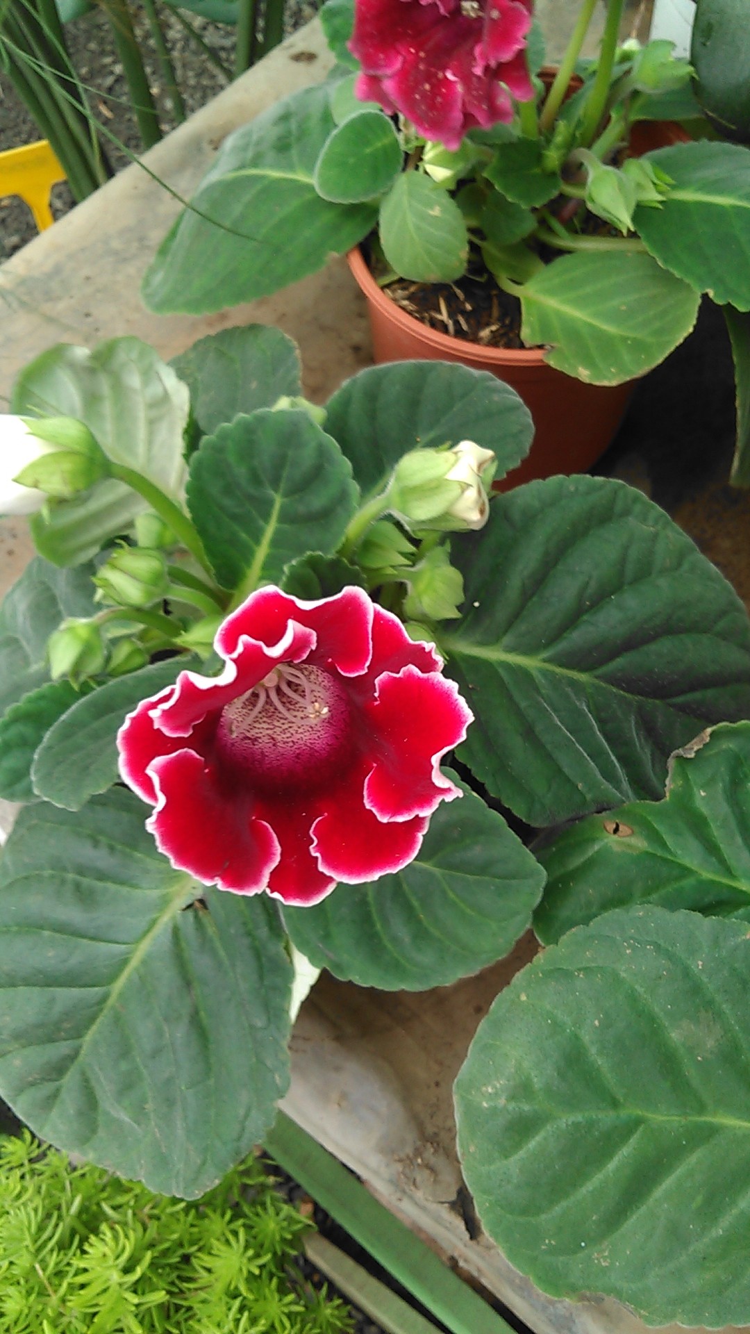 Sinningia (Sinningia) - PictureThis