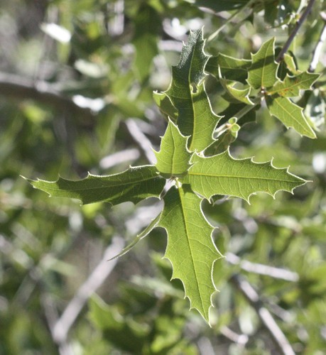 Quercus emoryi - PictureThis