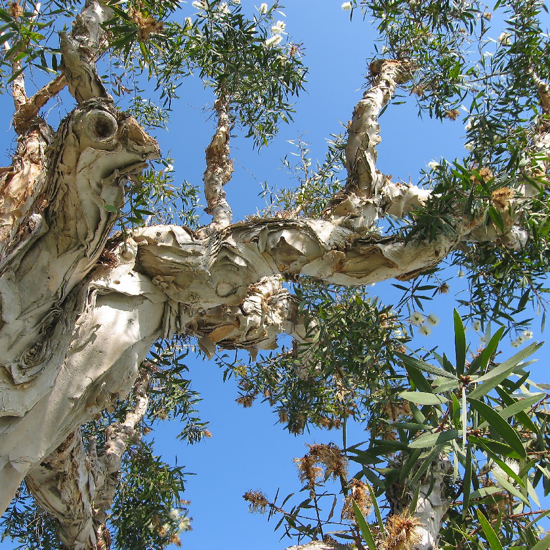 Melaleuca - PictureThis
