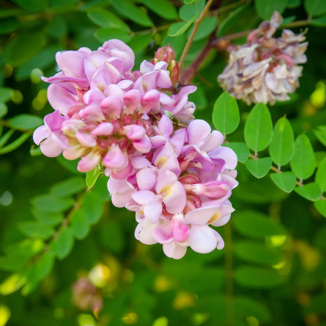 Robinia hispida (Robinia hispida) - PictureThis