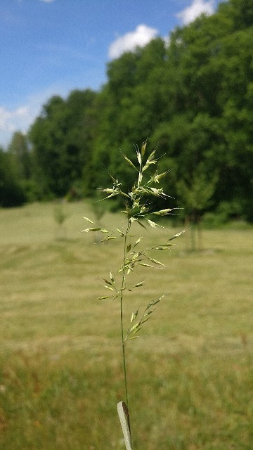 Danthonia compressa (Danthonia compressa) - PictureThis
