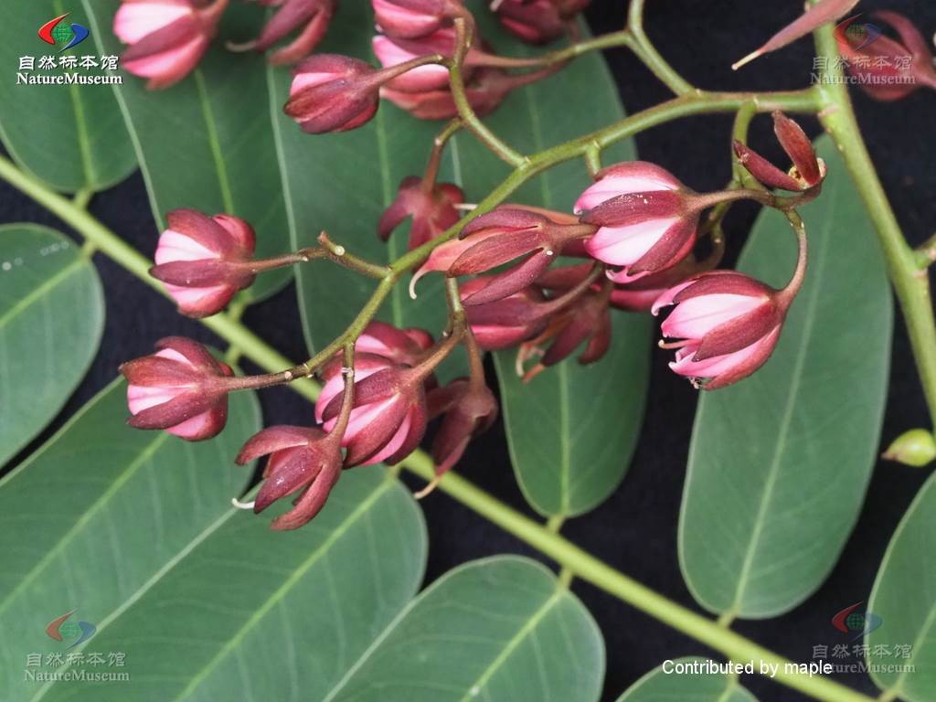 Zenia insignis - PictureThis