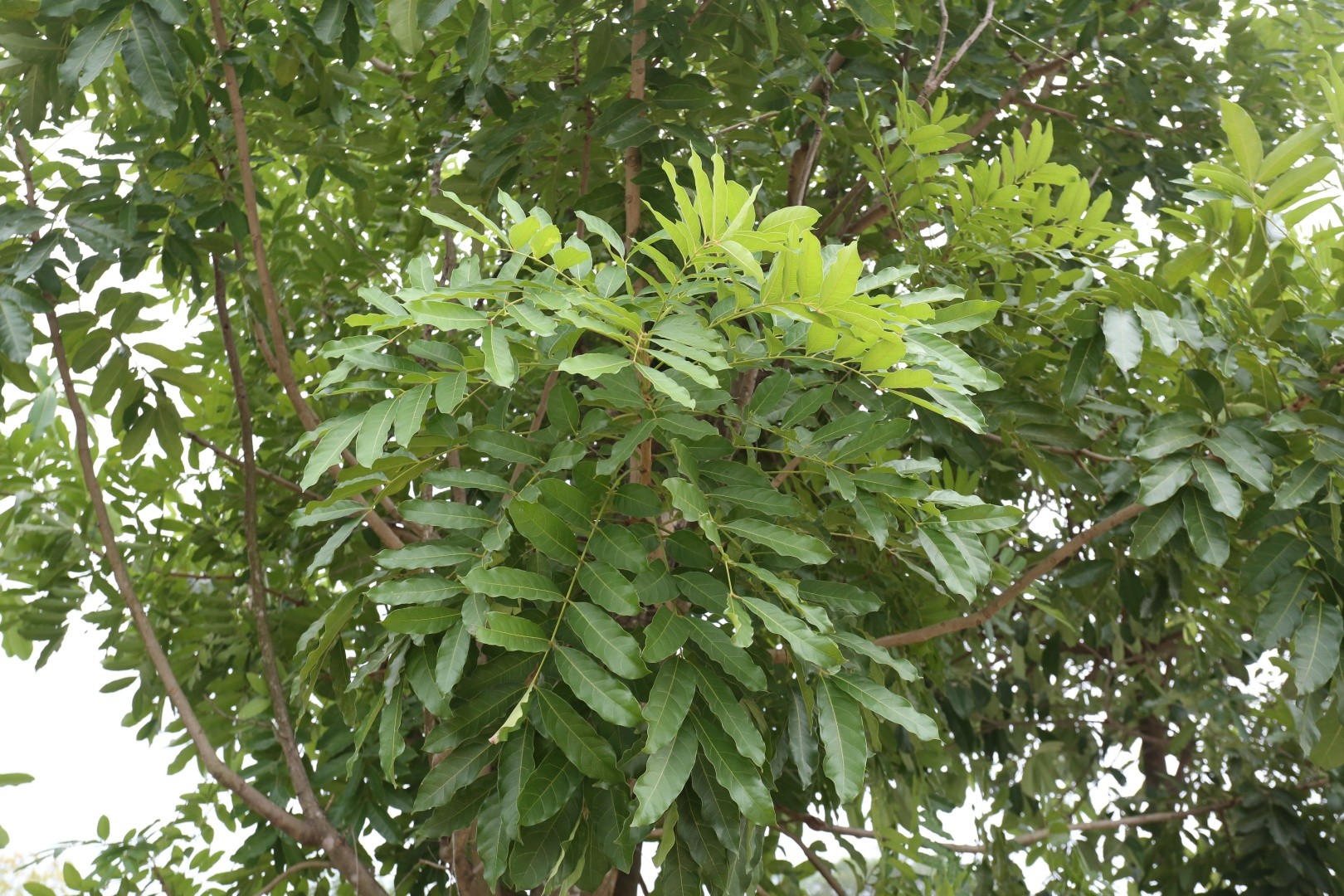 Khaya senegalensis - PictureThis