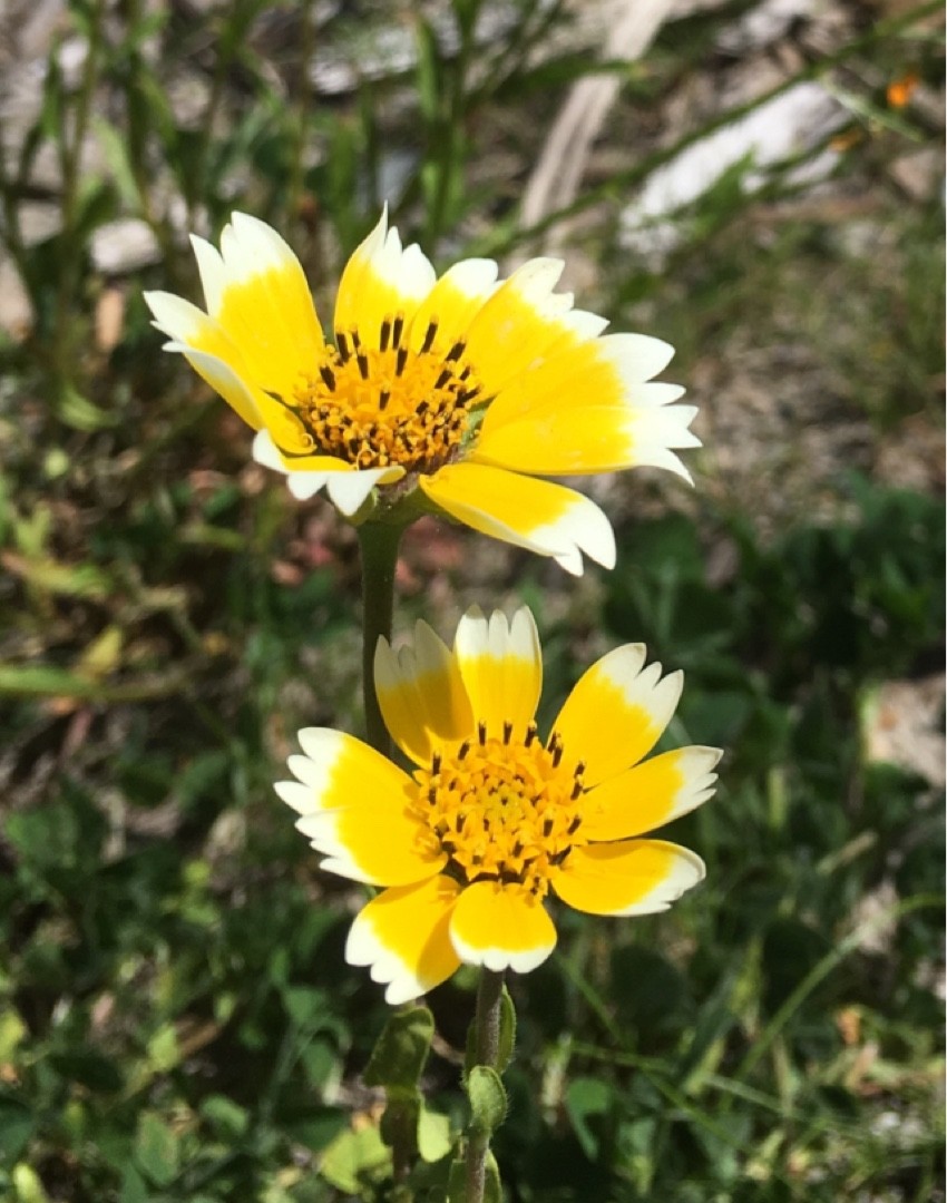 Layia platyglossa - PictureThis