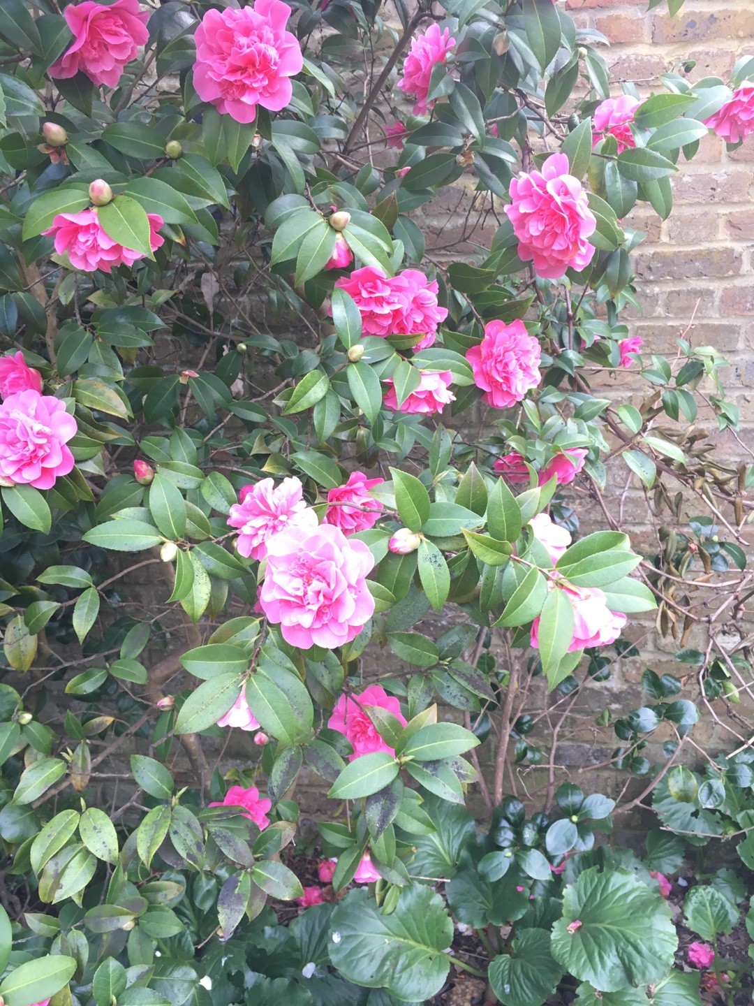 Camellia × williamsii 'Debbie' 花言葉，毒性，よくある質問 - PictureThis