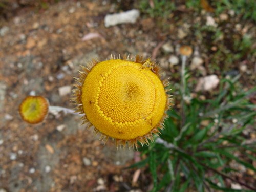 Coronidium rupicola - PictureThis