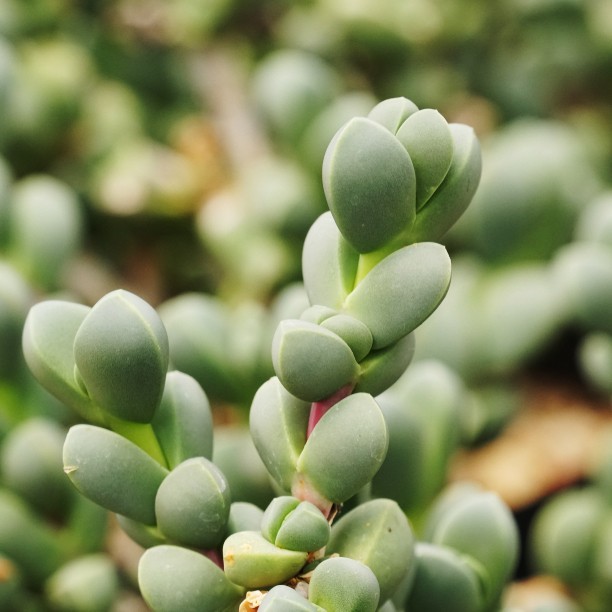 Does astridia velutina need sunshine? - PictureThis