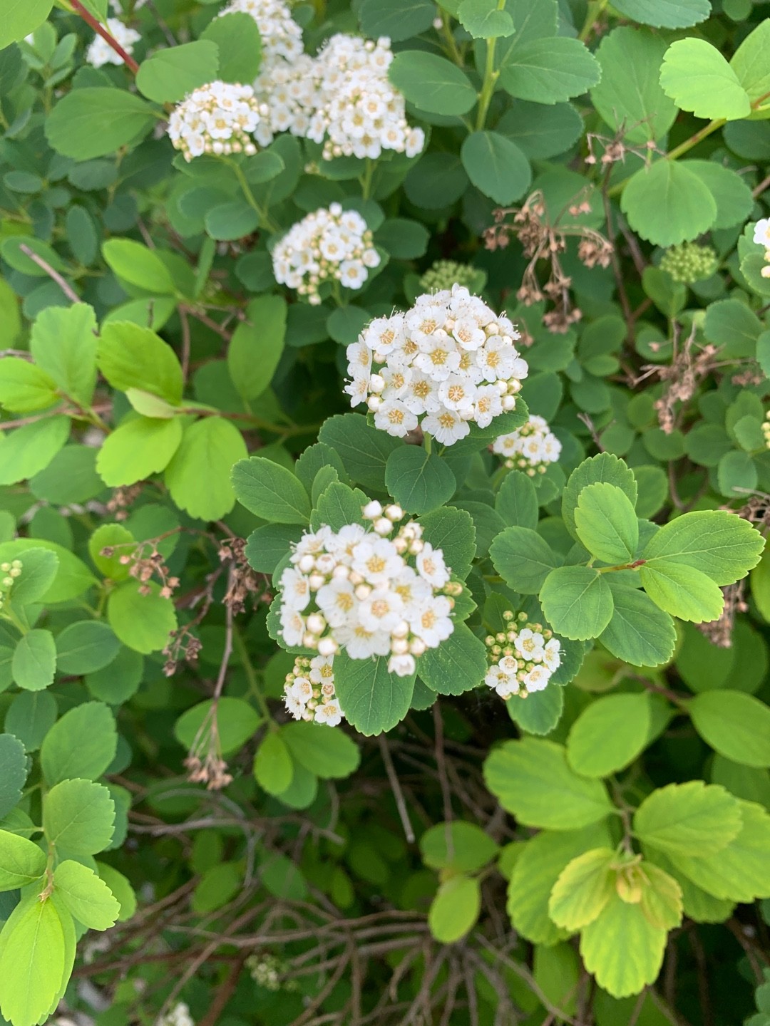 Spiraea betulifolia - PictureThis