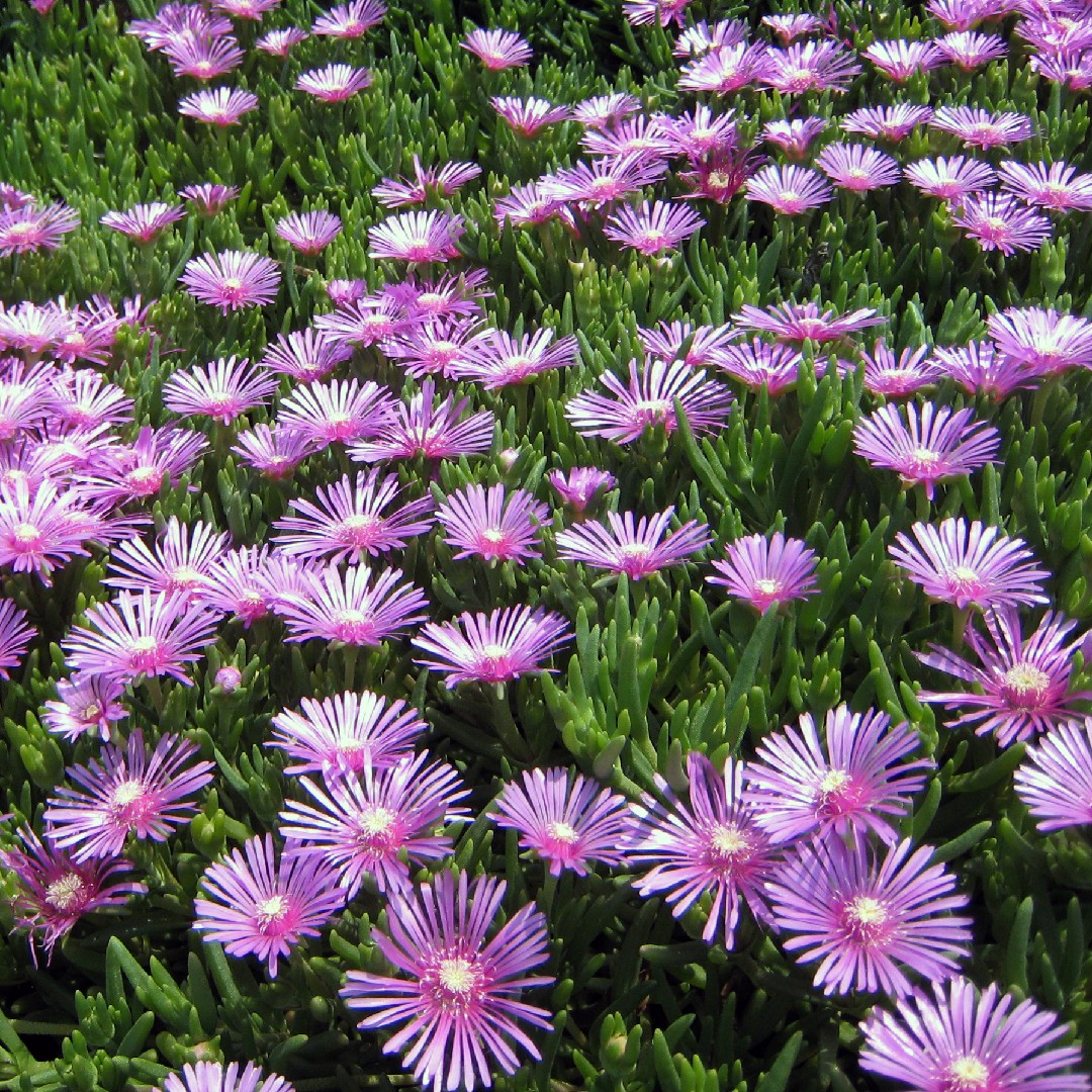 Lampranthus spectabilis - PictureThis