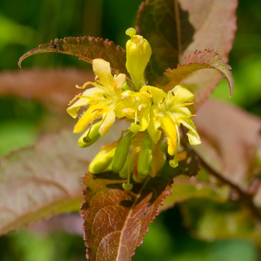 Northern bush honeysuckle (Diervilla lonicera) Flower, Leaf, Uses ...