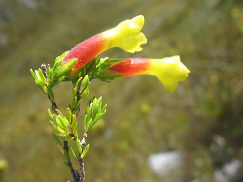 Erica macowanii - PictureThis
