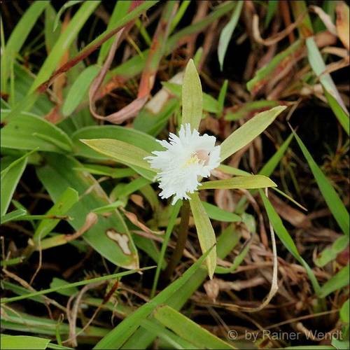 Nervilia petraea - PictureThis