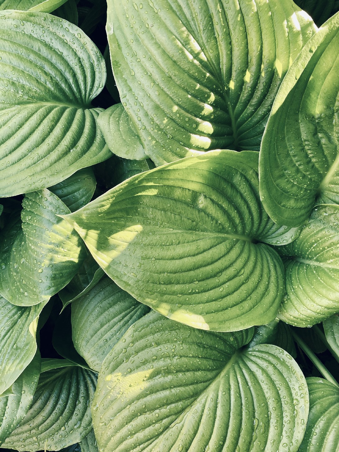 Hosta 'August Moon' - PictureThis